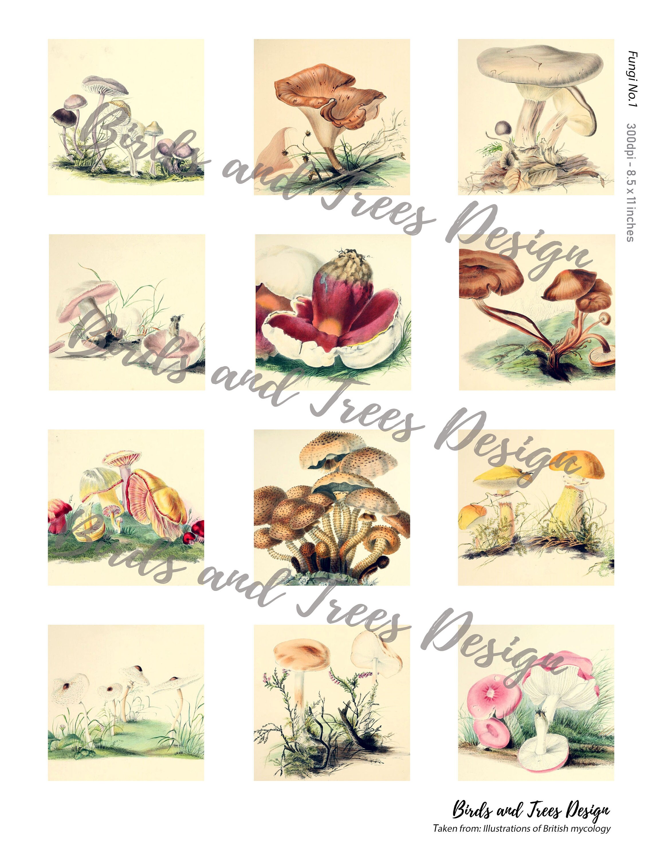 Toadstools And Fungi Printable Collage Sheet 1 1 5 And 2 Etsy