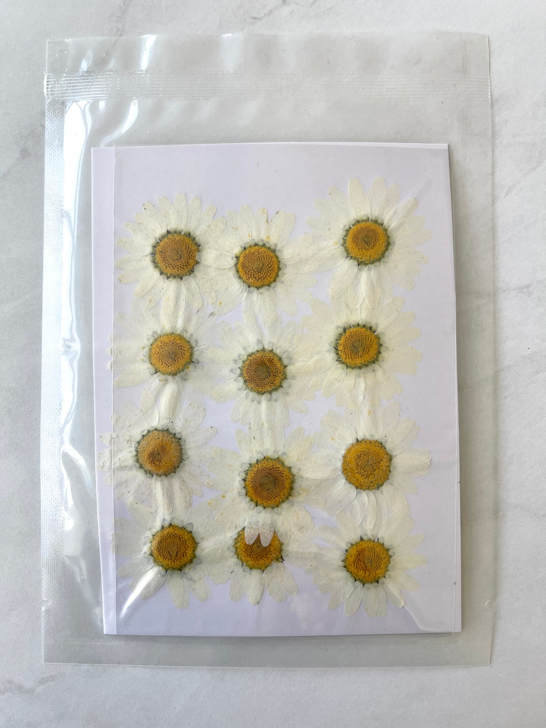 Dried Pressed Flowers Daisy 12 Pcs - Etsy