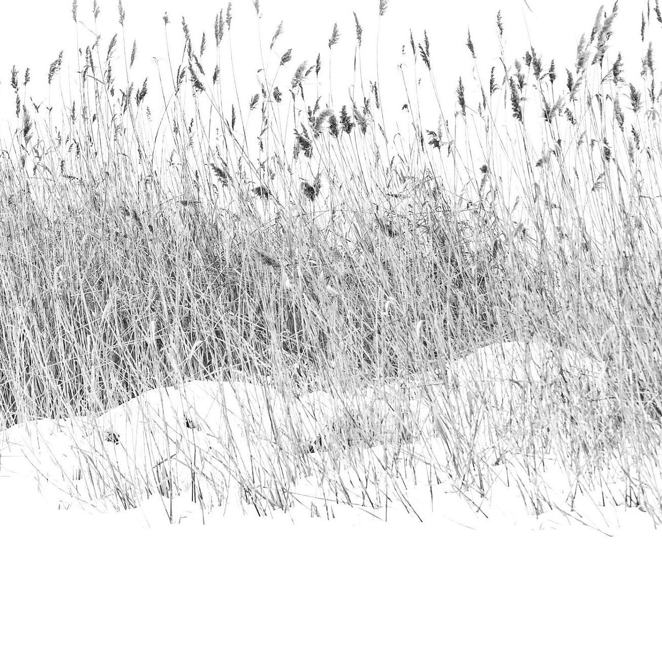 Grass Print Photography Prints Farmhouse Wall Art | Etsy