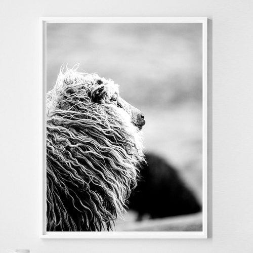 Sheep Print Farm Decor Sheep Wall Photo Printable Farm Art - Etsy