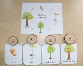 Oak Tree Life Cycle, Oak Trees, Tree Unit Study, Acorn Life Cycle Tree ...