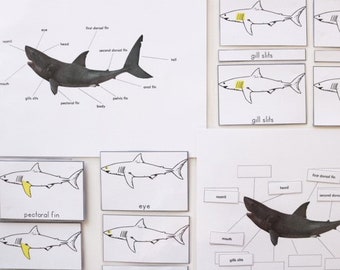 Shark Activity Pack - Etsy