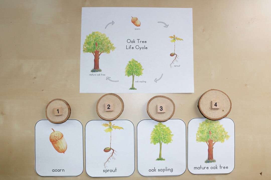 Oak Tree Life Cycle Pack - Etsy