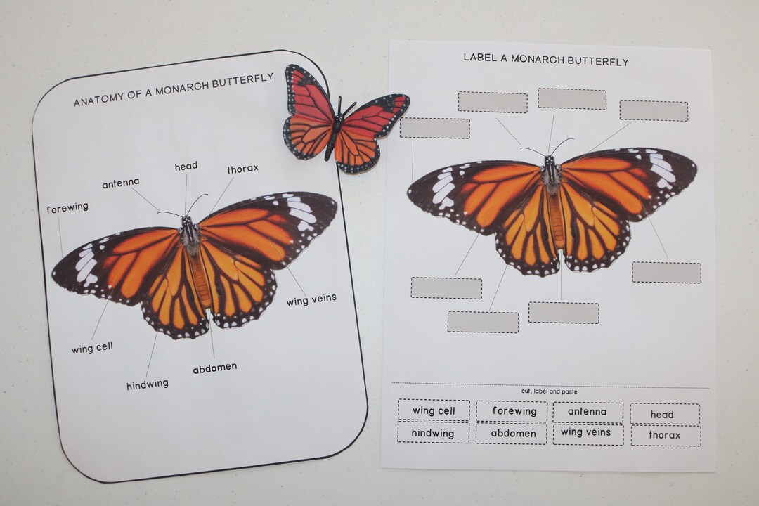 Monarch Butterfly Early Learning Set - Etsy