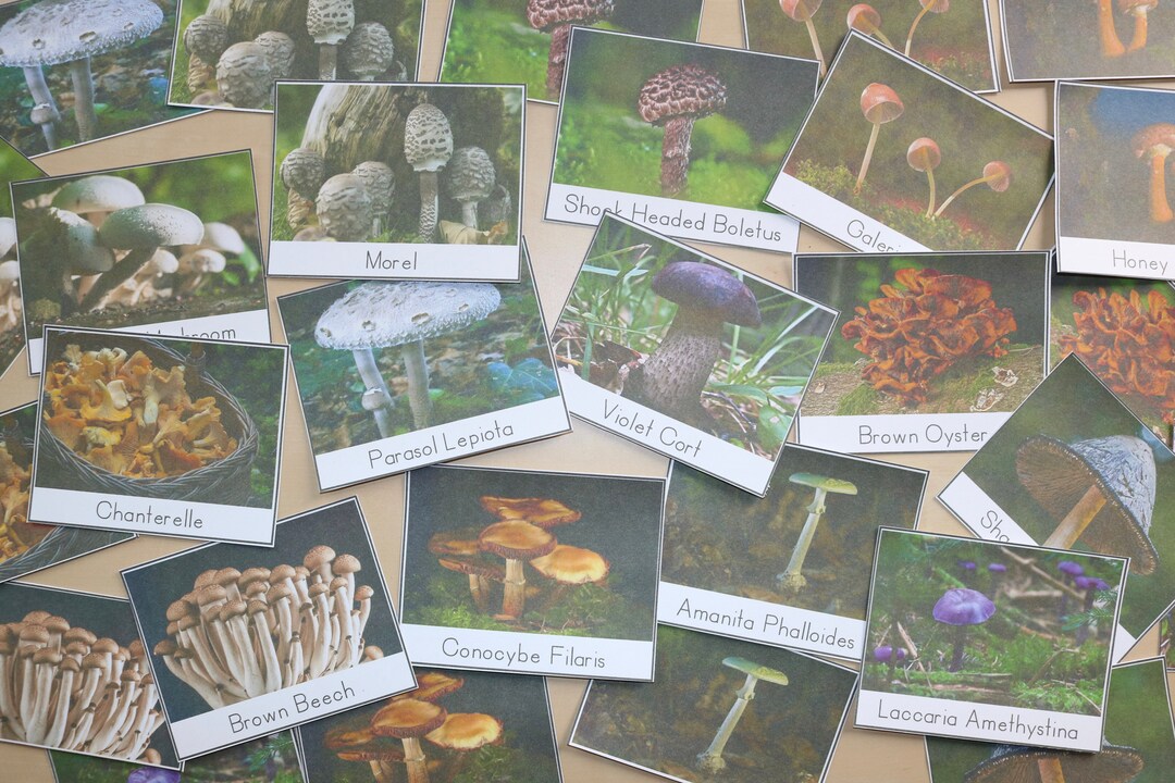 Mushroom Species Three-part Cards - Etsy