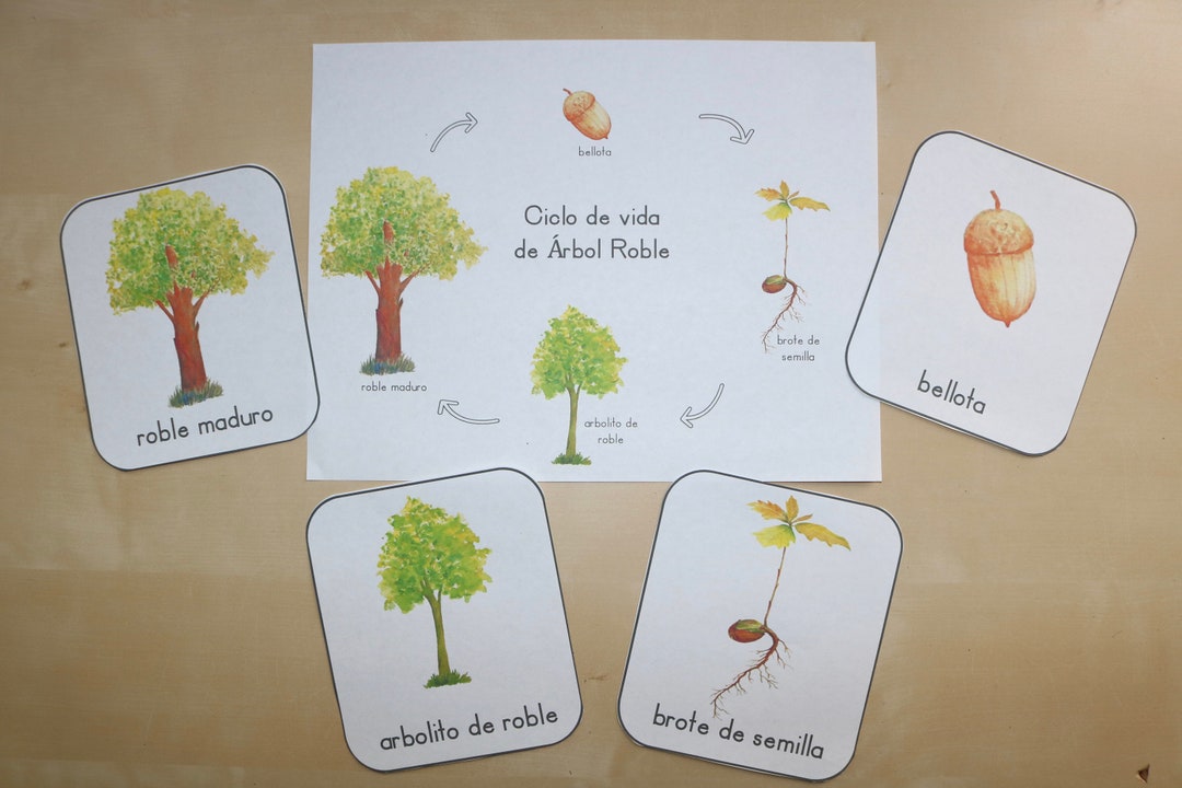 Oak Tree Life Cycle (spanish) Pack - Etsy