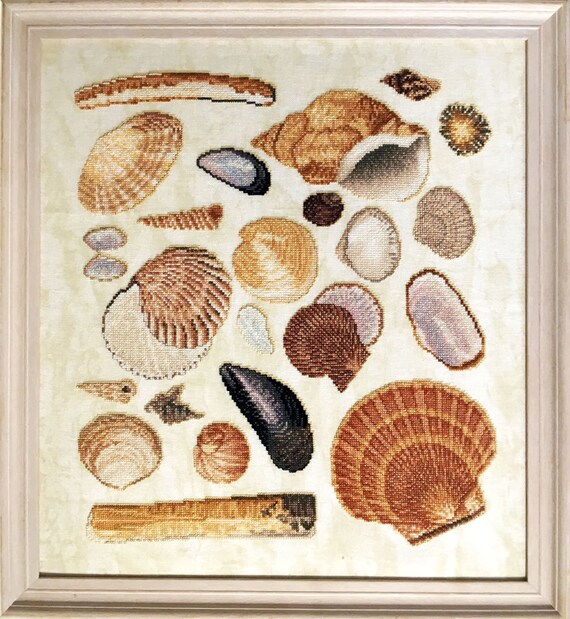 British Seashells | Etsy