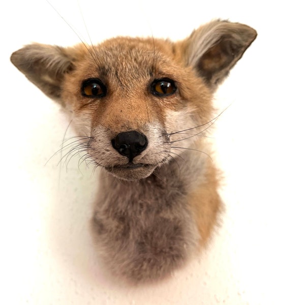 Taxidermy Fox - Etsy