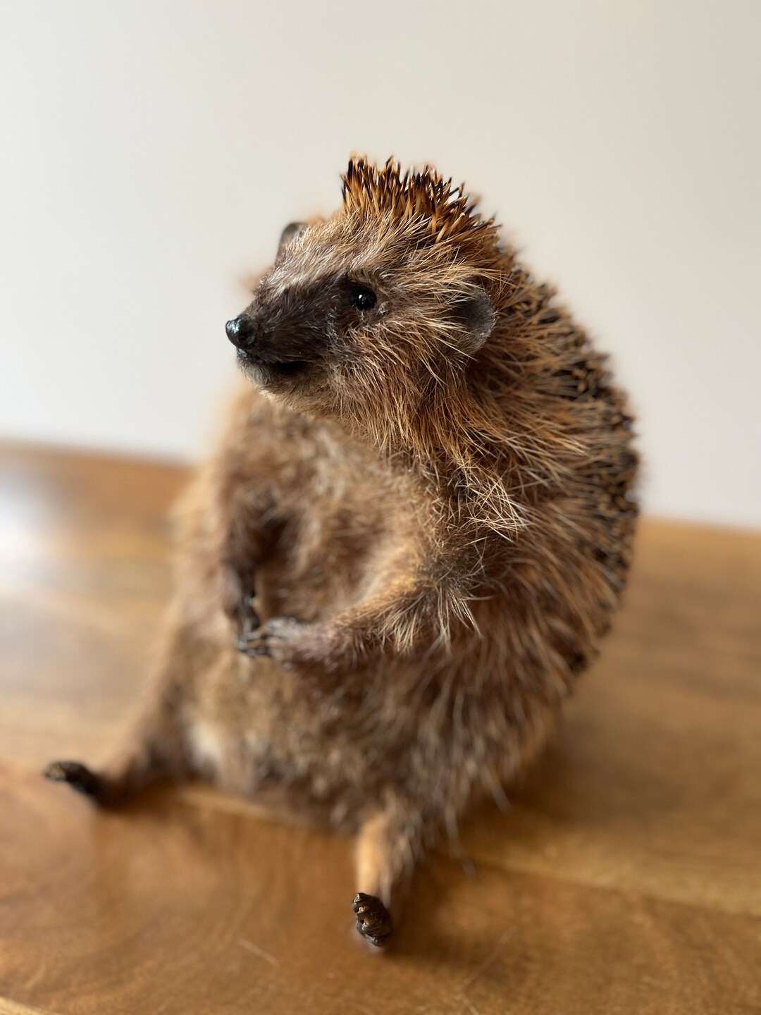 Cheerful Stuffed Hedgehog - Etsy