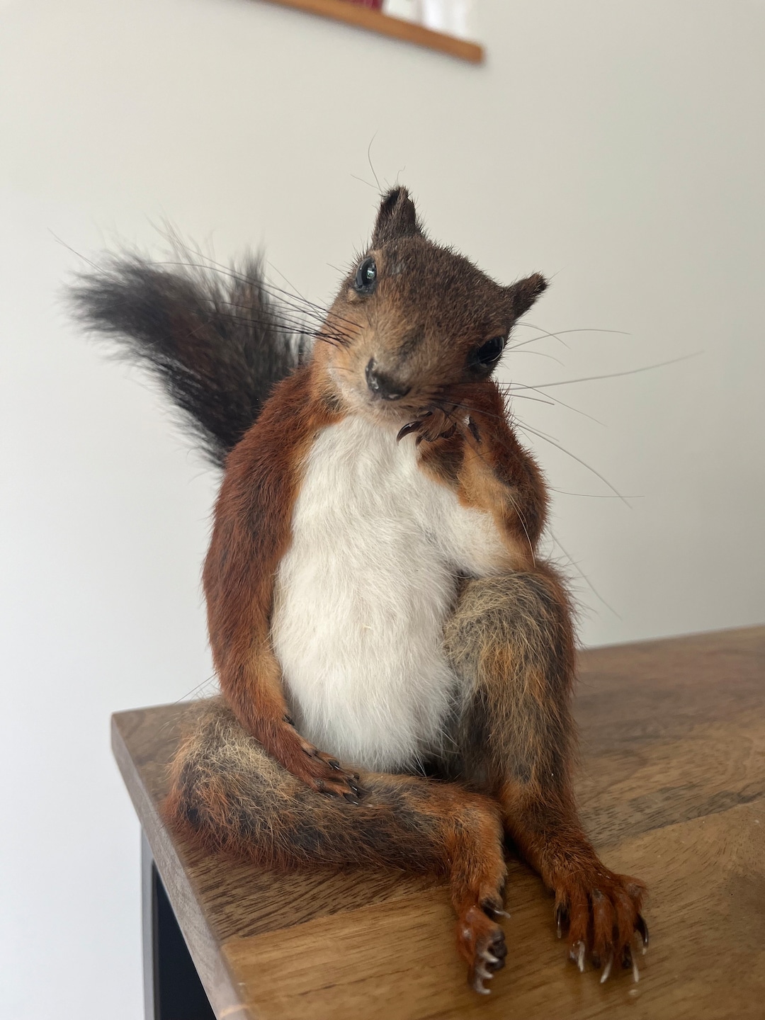 The Thinker Stuffed Squirrel Taxidermy - Etsy