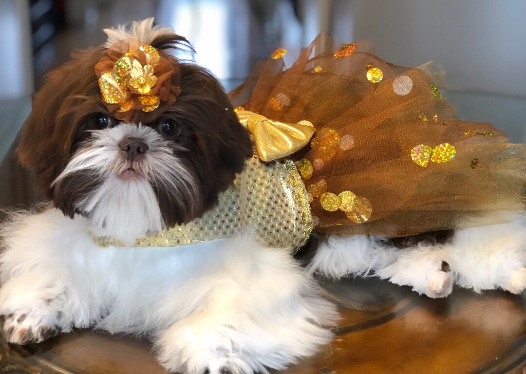 Pets Dress, Pets Halloween Costume, Pets Birthday Dress, Pets Party ...