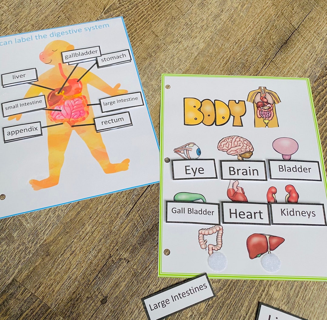 Anatomy Matching Game - Etsy