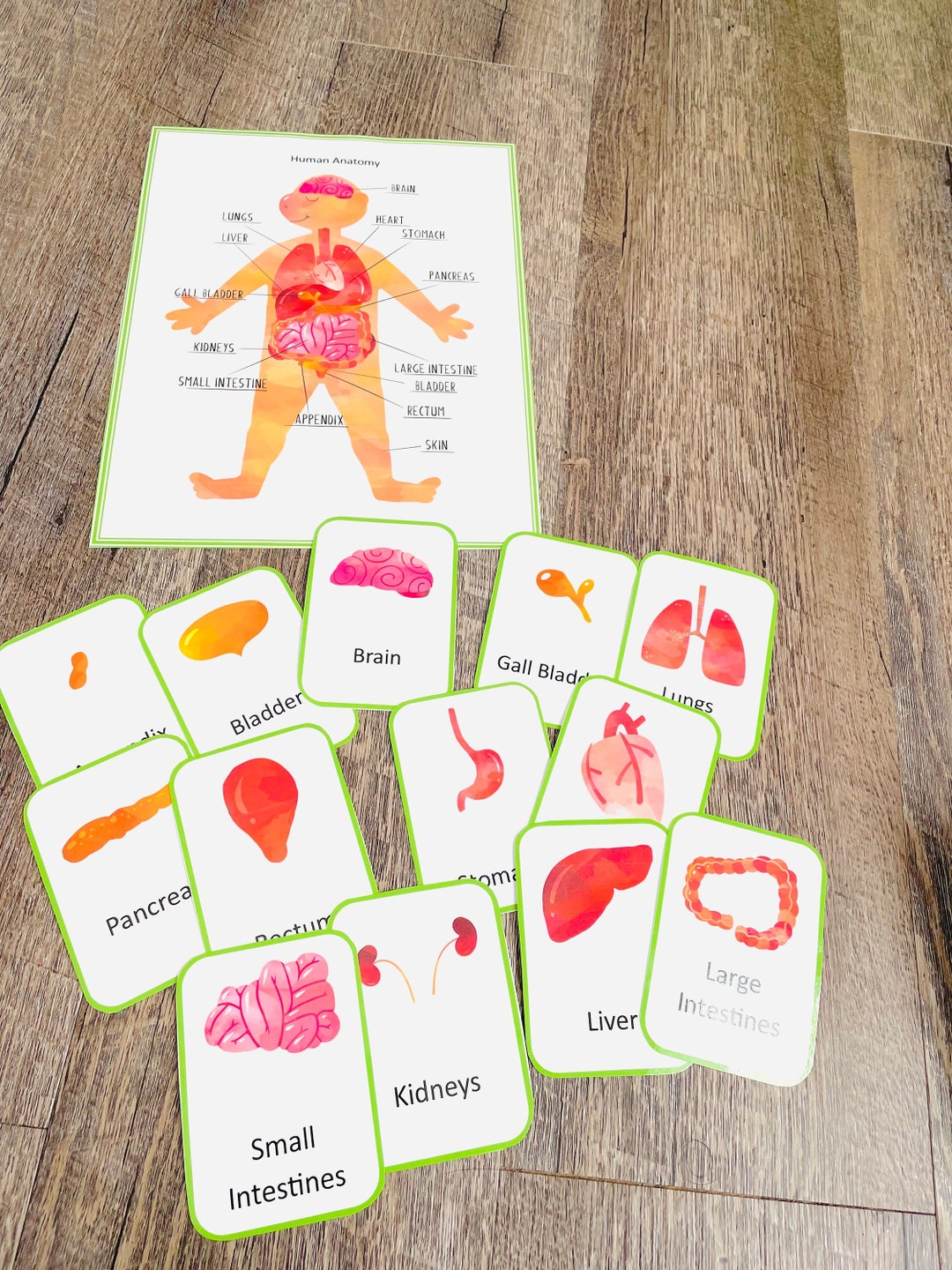 Human Anatomy Game, Parts of the Body, Montessori Printable, Quiet Time ...