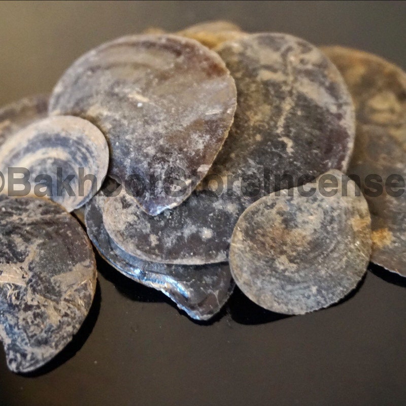 Operculum Shell - Etsy