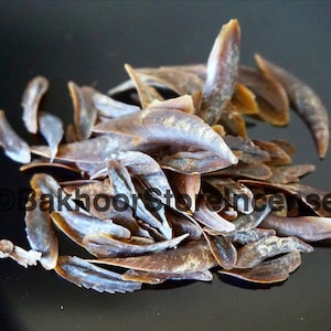 Grade A Operculum Onycha Shells: Natural Musk Incense Ingredient - Etsy UK