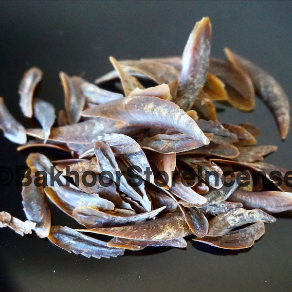 Operculum Shell - Etsy