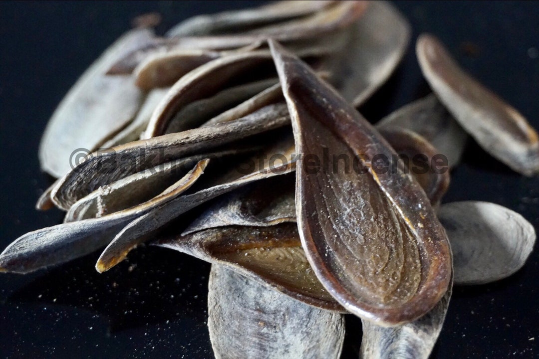 Operculum Onycha Small Hard | Natural Shells - Etsy