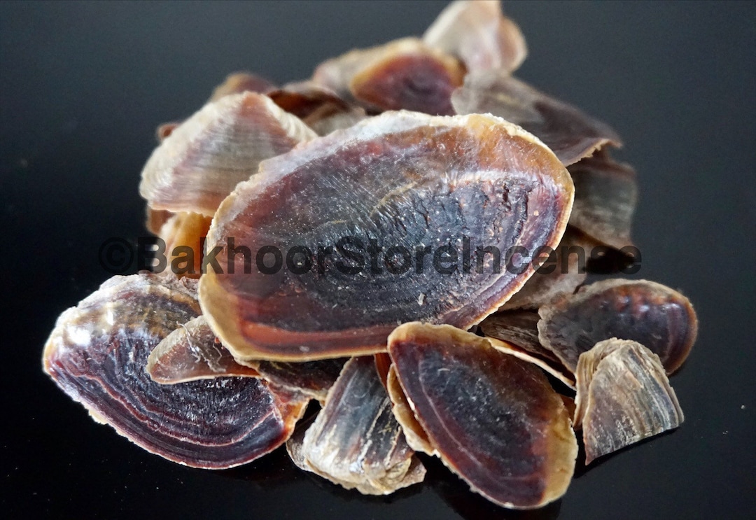 Onycha-operculum Thin -A Traditional and Biblical Incense Ingredient ...