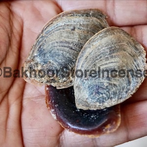 Onycha-operculum Hard - Operculum Shells, Sea Shells, Devils Nails ...