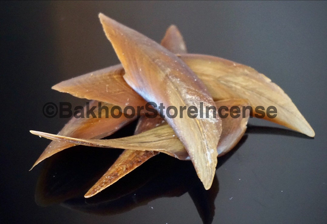 AAA Grade Operculum Onycha Shells: Natural Ancient Musk, Incense ...