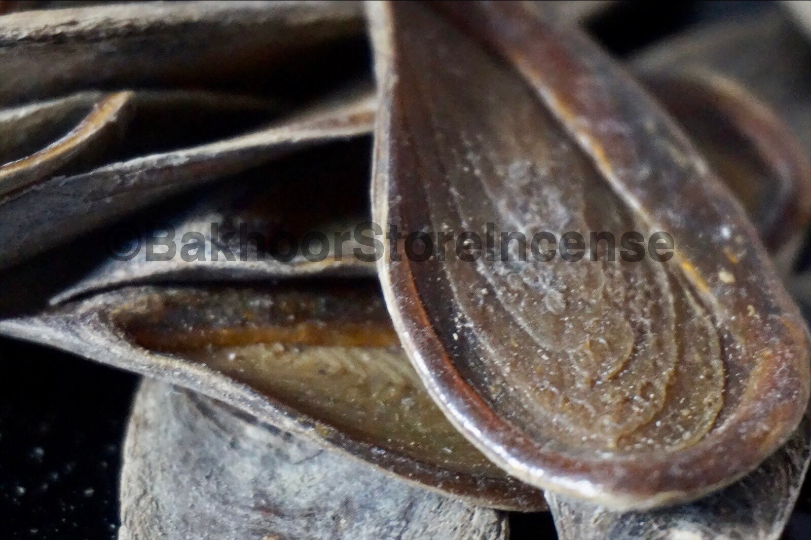 Operculum Onycha Small Hard | Natural Shells - Etsy