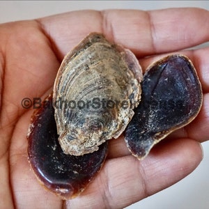 Onycha-operculum Hard - Operculum Shells, Sea Shells, Devils Nails ...