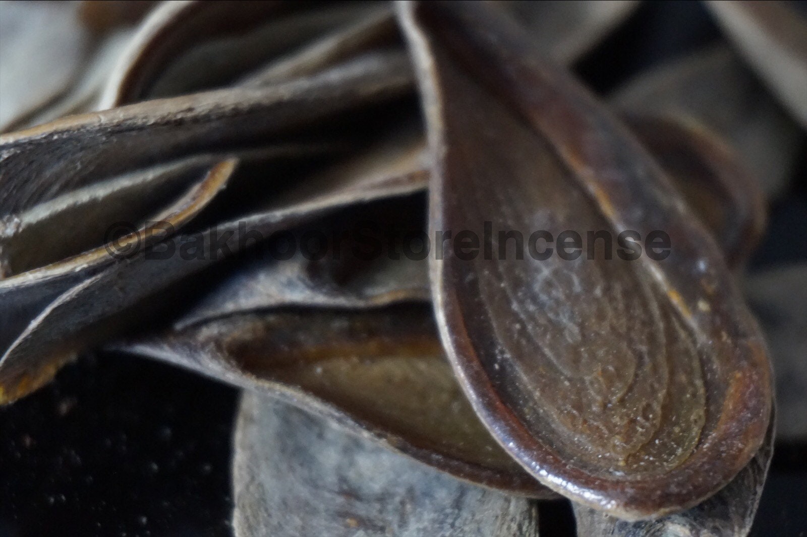 Operculum Onycha Small Hard Natural Shells Ancient Musk - Etsy