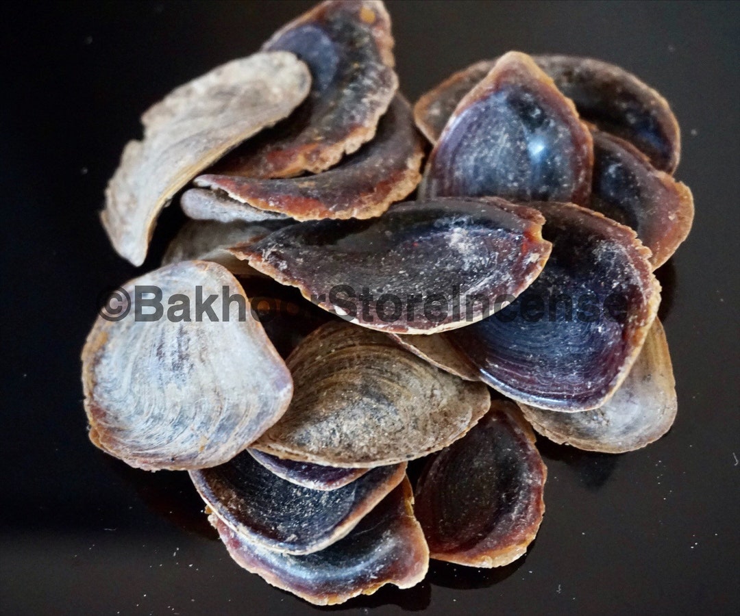 Onycha-operculum Hard - Operculum Shells, Sea Shells, Devils Nails ...