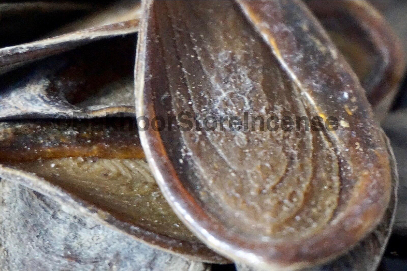 Operculum Onycha Small Hard Natural Shells Ancient Musk - Etsy