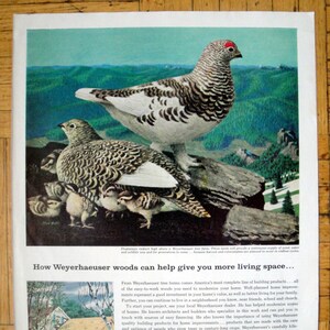 1963 Weyerhaeuser-ptarmigan Family Tree Farming-original 13.5 * 10.5 ...