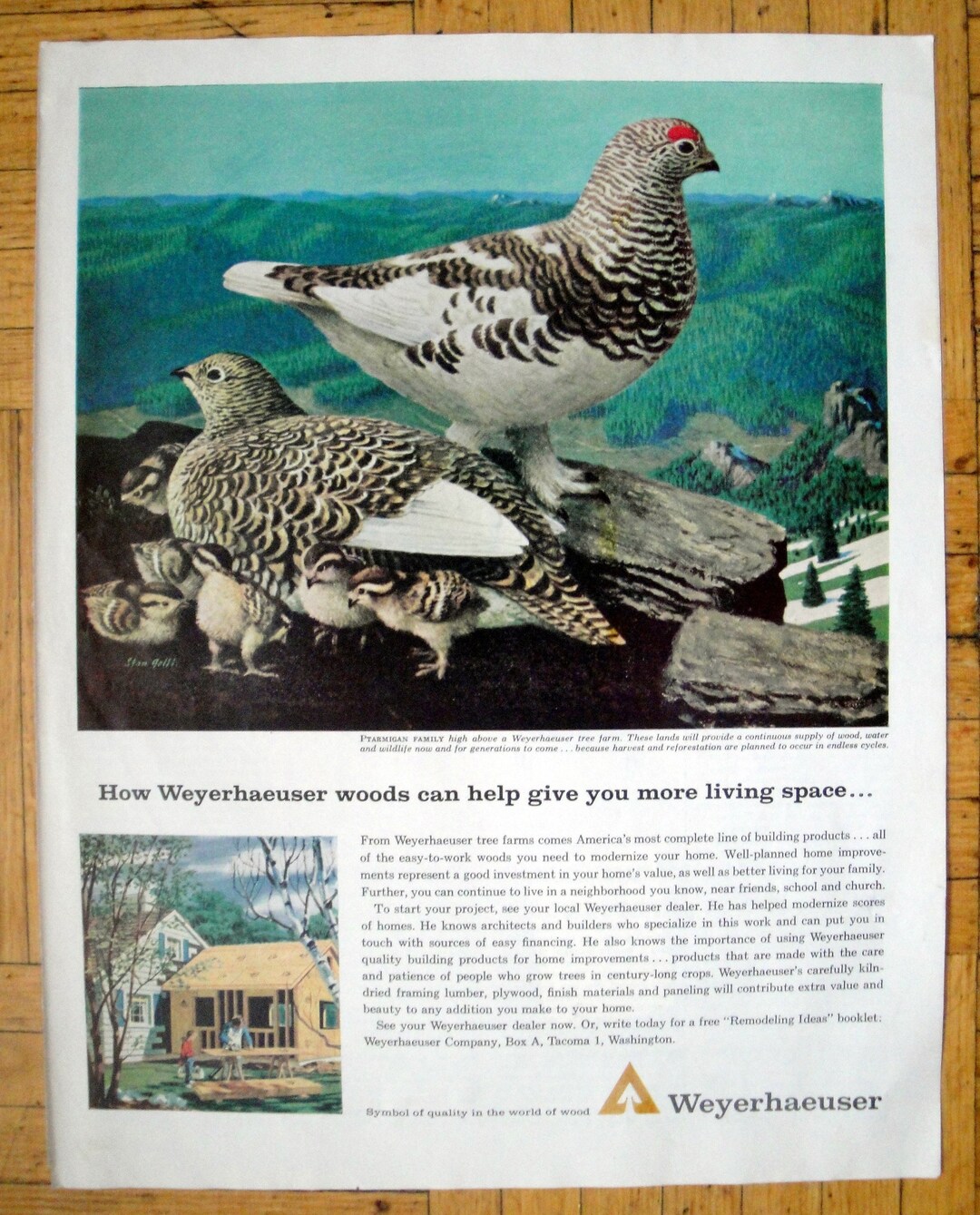 1963 Weyerhaeuser-ptarmigan Family Tree Farming-original 13.5 * 10.5 ...