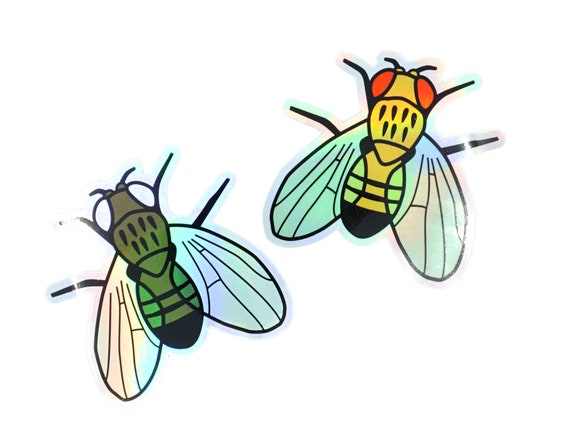 Fruit Fly Holo Stickers Drosophila Melanogaster Set of 2 - Etsy