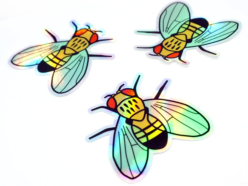 Fruit Fly Holo Sticker Wild Type Drosophila Melanogaster | Etsy