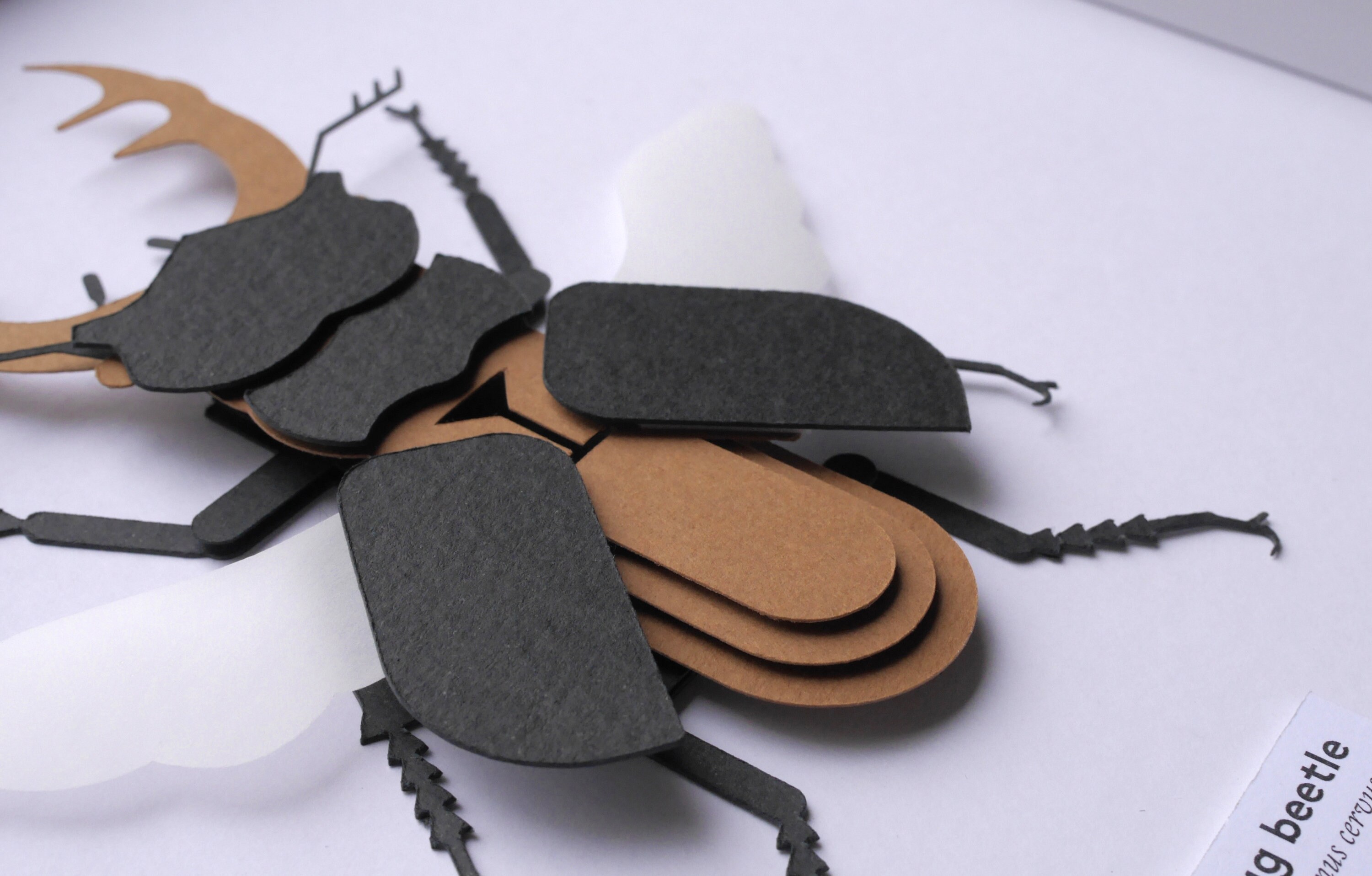 Stag Beetle Paper Mode, Papercraft, Insect Frame, Vegan Taxidermy ...