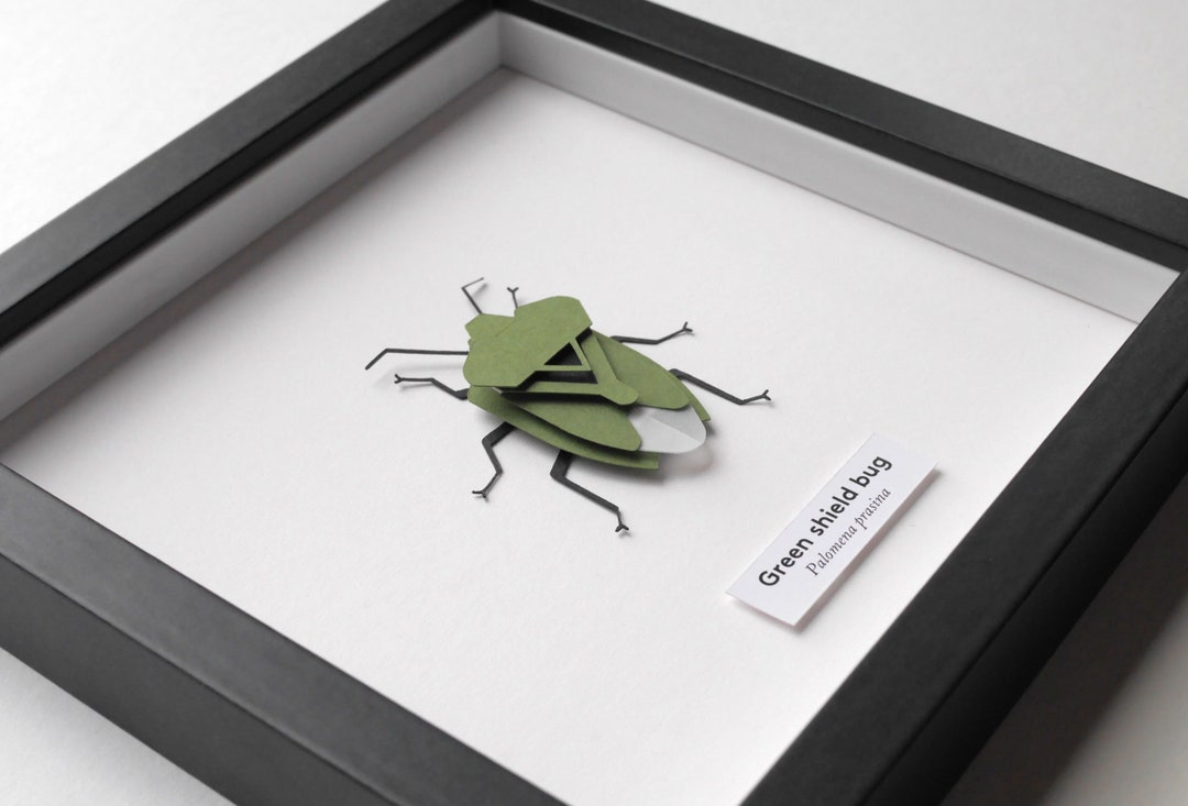 Shield Bug Paper Model, Framed Bee, Vegan Taxidermy, Entomology, Paper ...