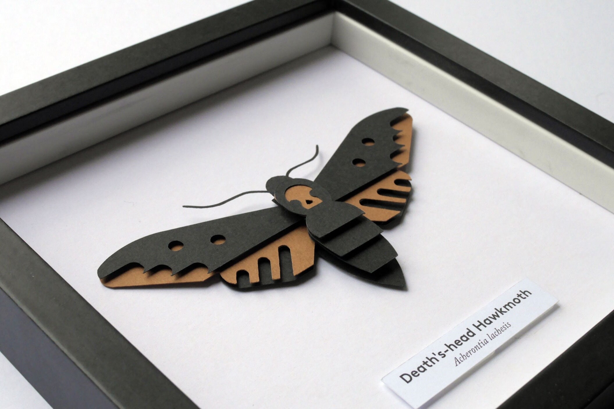 Deaths Head Hawk Moth Paper Model, Paper Craft, Moth Frame, Vegan ...