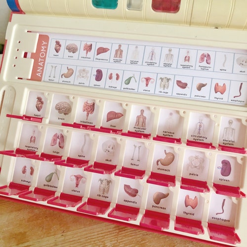 Life Cycle Printable Guess Who Insert Cards - Etsy