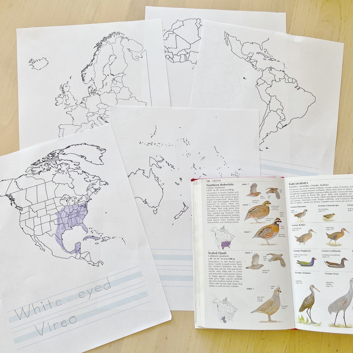 Alpha Birding Codes + Range Maps (printable Set) - Etsy