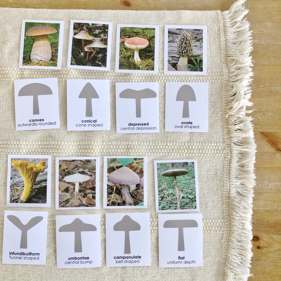 Mushroom Top Identification Cards With Matching - Etsy