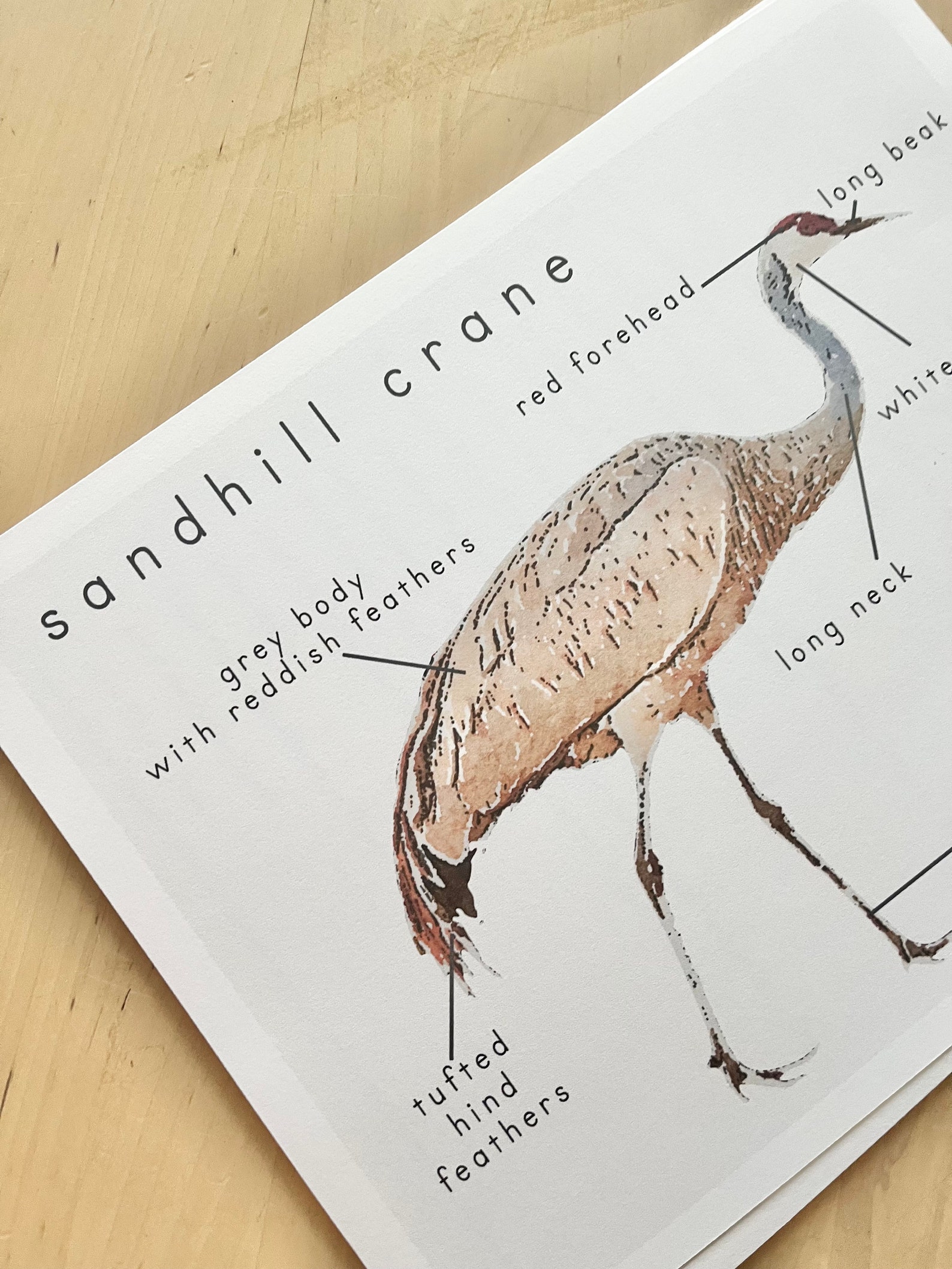 LUCK Book Study and Sandhill Migration Study - Etsy