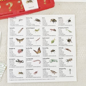Bugs/ Insects Printable Guessing Game Insert Card Set - Etsy