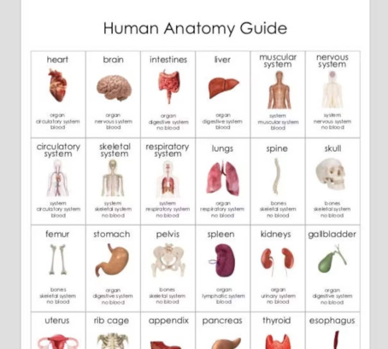 Anatomy Guessing Game Printable Insert Card - Etsy