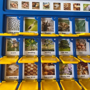 Life Cycle Guessing Game Printable Insert Card - Etsy