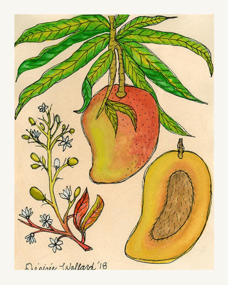 Mango | Watercolor Botanical Print | 8x10 | 5x7 - Etsy