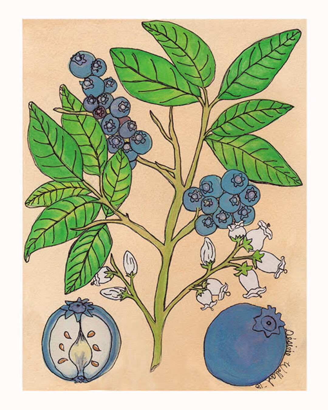 Blueberries | Watercolor Botanical Print | 8x10 | 5x7 - Etsy