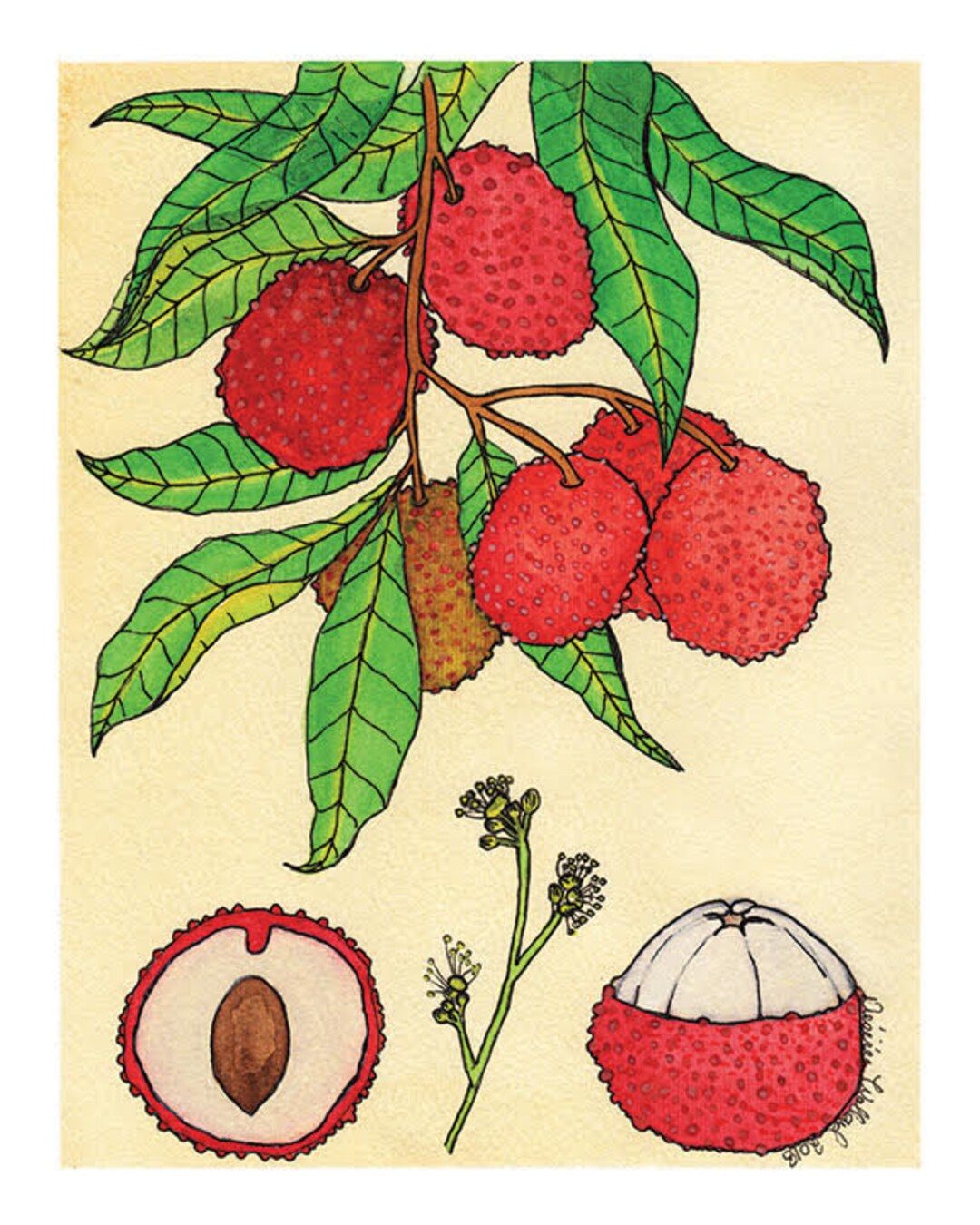 Lychee | Watercolor Botanical Print | 8x10 | 5x7 - Etsy