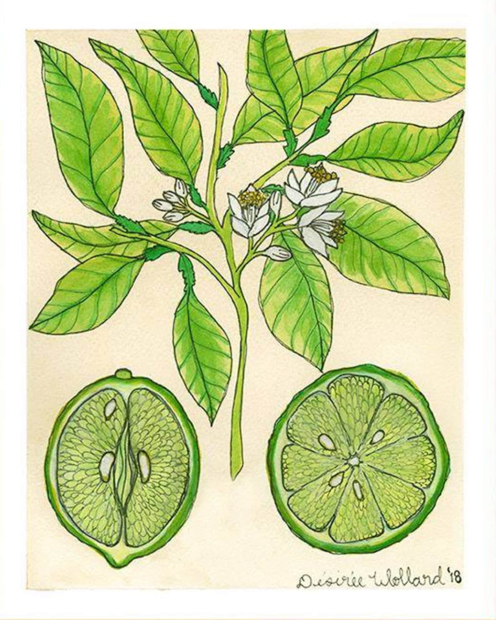 Key Lime | Watercolor Botanical Print | 8x10 | 5x7 - Etsy