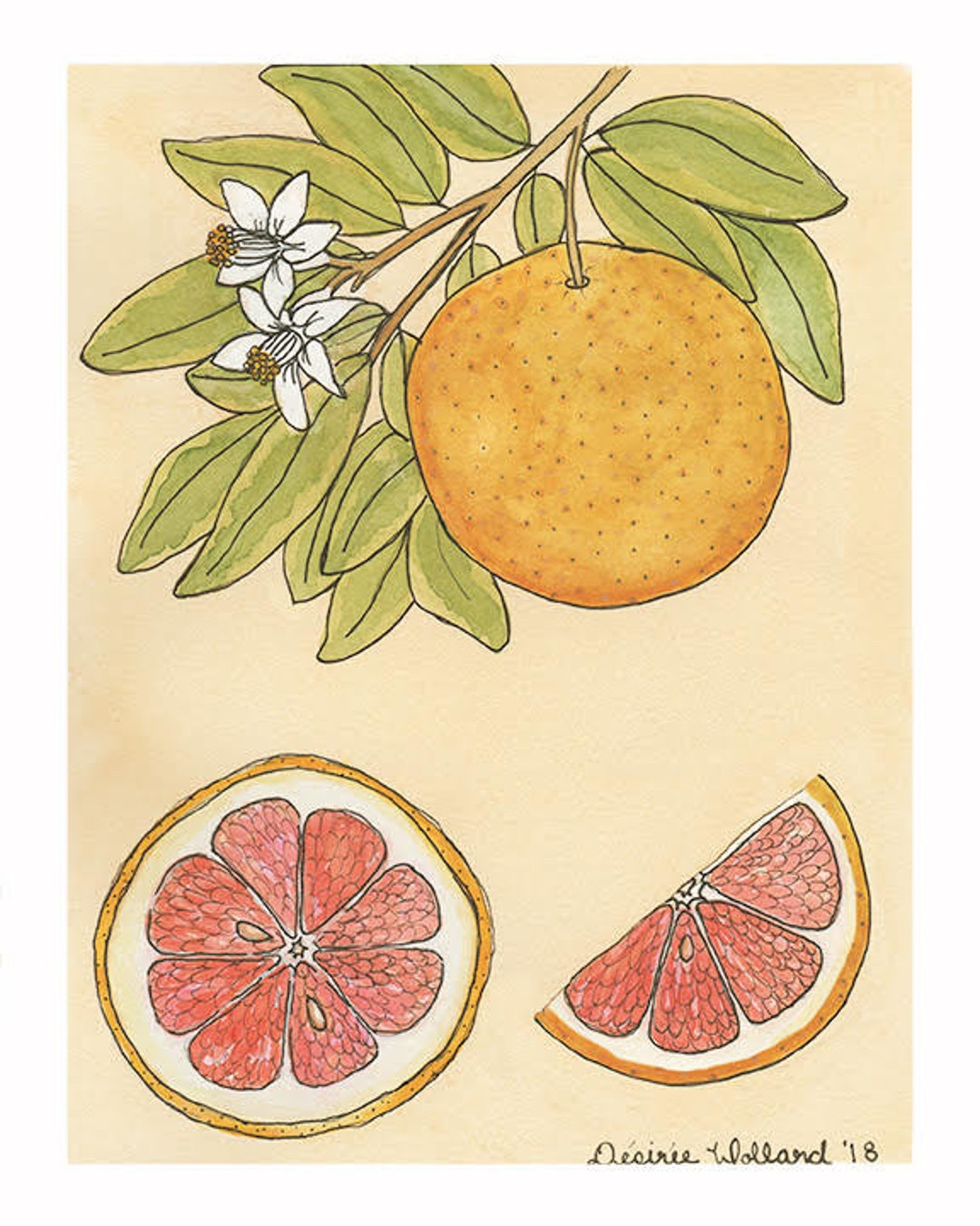 Ruby Red Grapefruit | Watercolor Botanical Print | 8x10 | 5x7 - Etsy