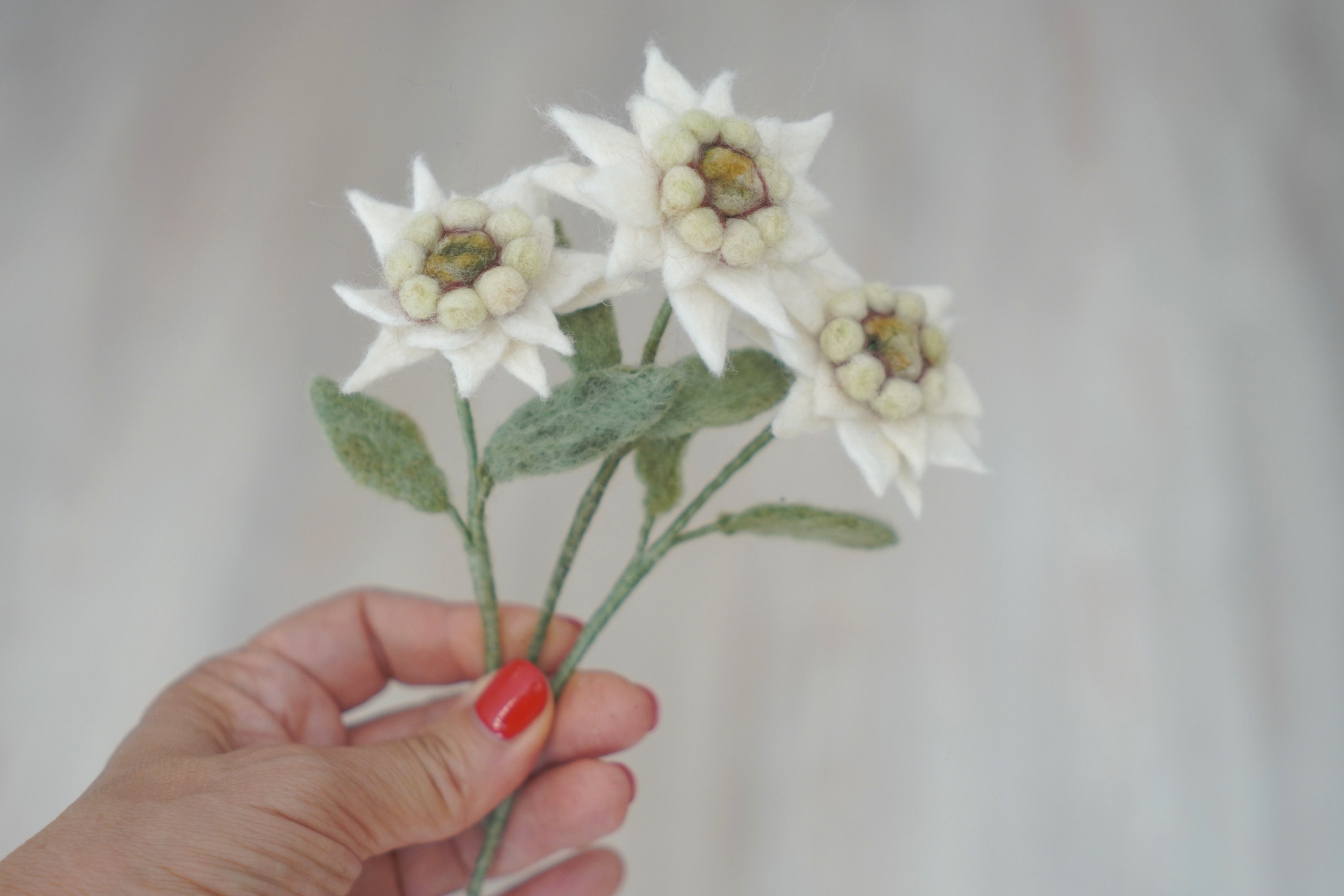Edelweiss Flower Edelweiss (Leontopodium Alpinum) 100 Seeds