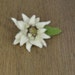 Small Felt Edelweiss Brooch Flowers, Decorative Leontopodium Alpinum ...